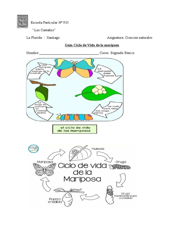 Guía del Ciclo de Vida de la Mariposa | PDF