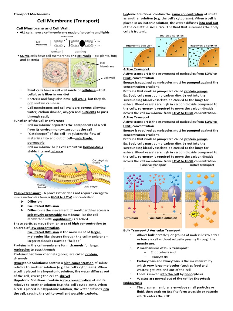 Transport Mechanisms | PDF | Cell Membrane | Cell (Biology)