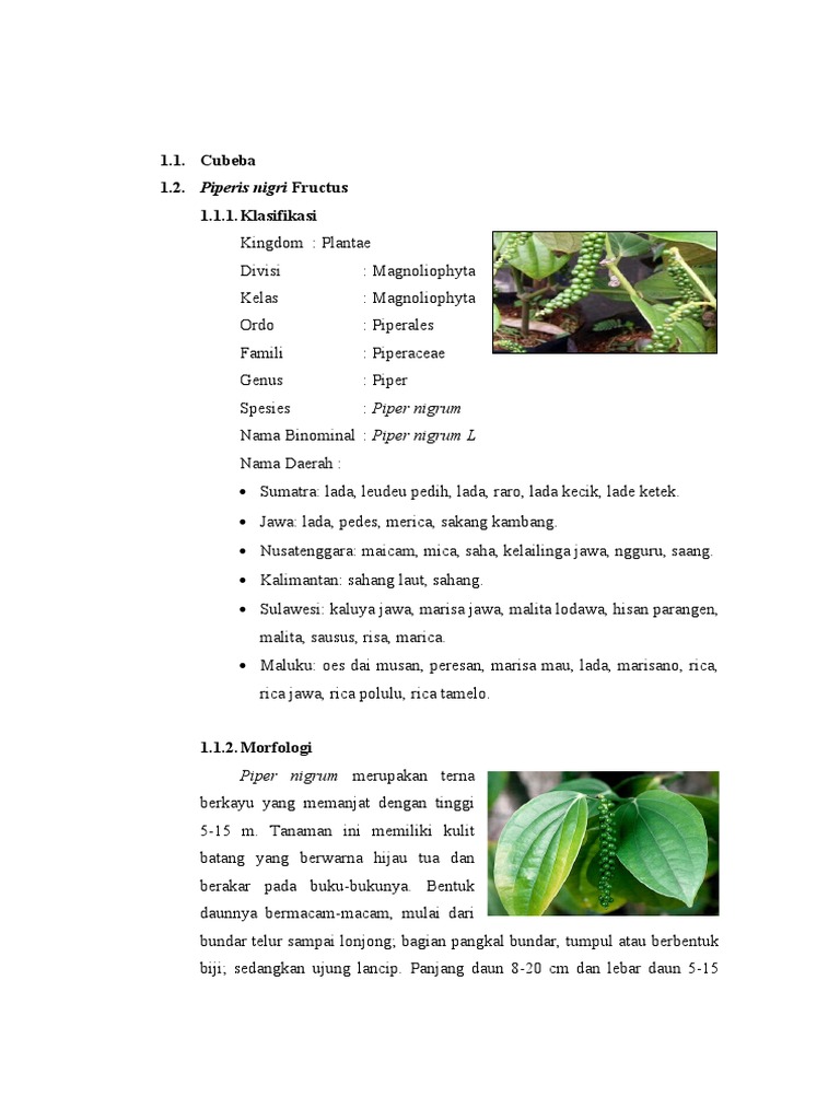 Piperis Nigri Fructus | PDF