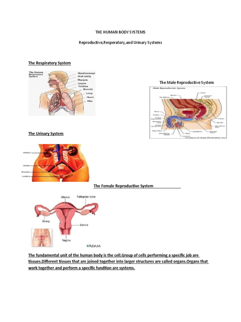 The Human Body Systems | PDF