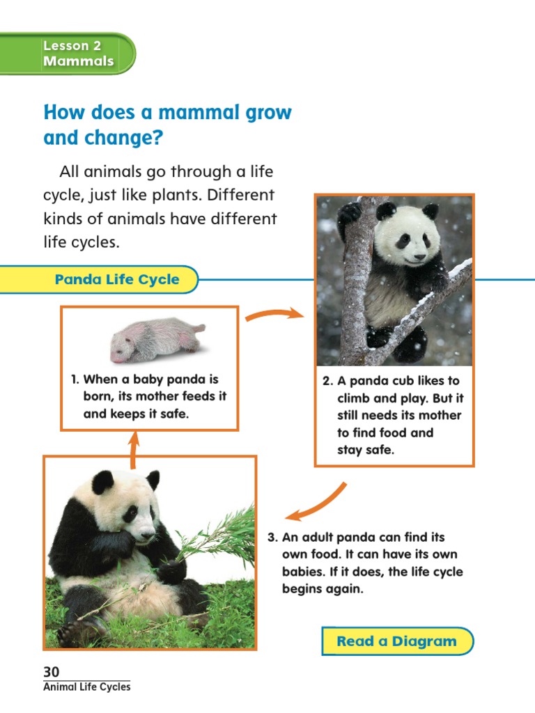 How Does A Mammal Grow and Change? | PDF