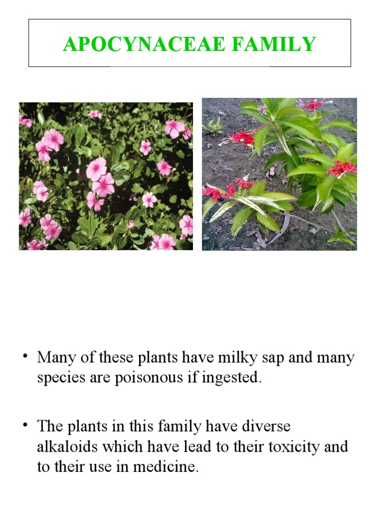 Apocynaceae Family | PDF | Plant Morphology | Plants