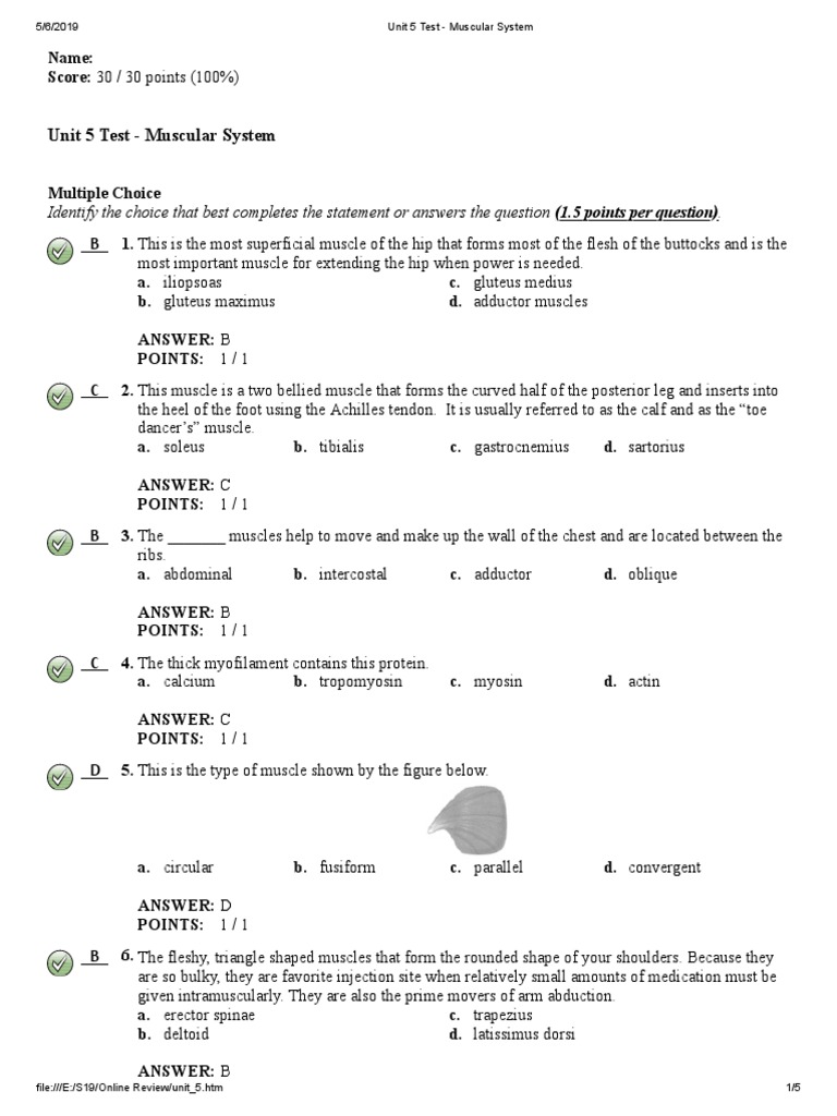 Unit 5 Test - Muscular System | PDF | Skeletal Muscle | Muscle