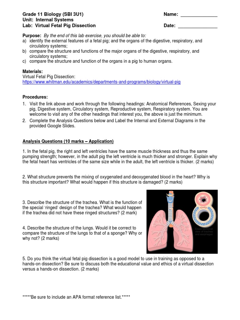 Sbi 3u1 | PDF | Circulatory System | Ventricle (Heart)