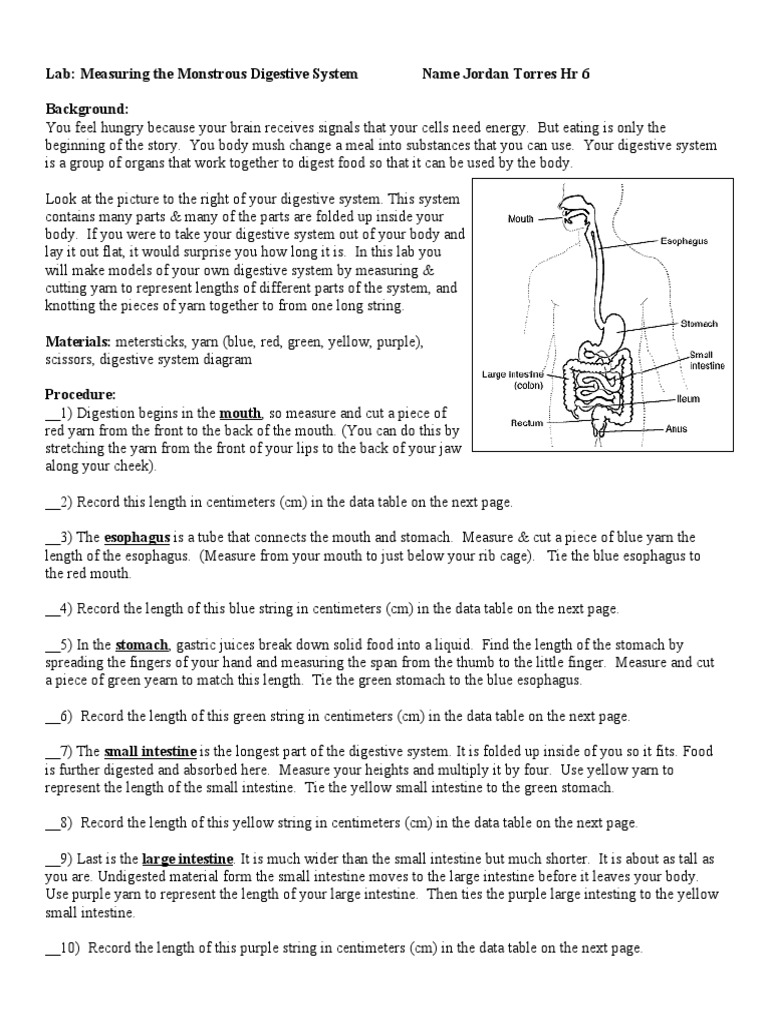 Digestive System Model Lab Activity | PDF | Digestion ...
