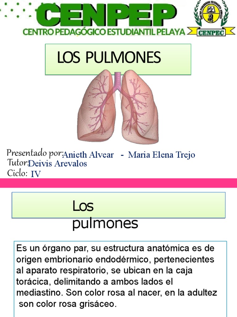 Los Pulmones | PDF | Pulmón | Sistema respiratorio