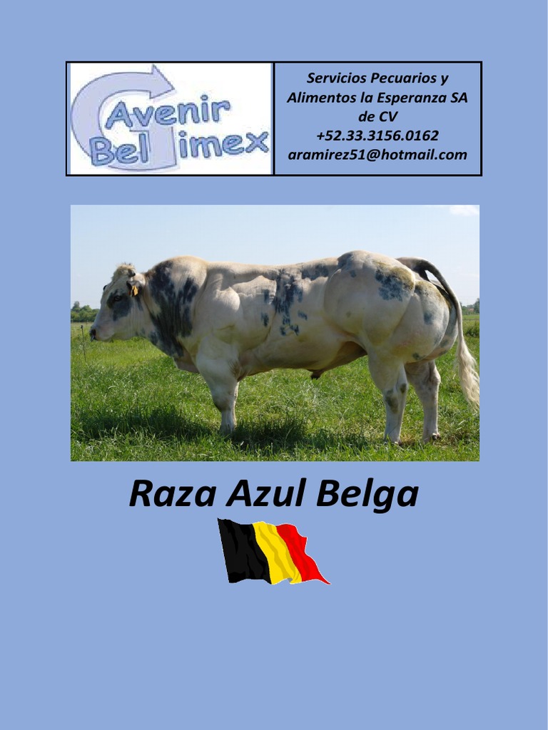 Catalogo BelgianBlue | PDF | Bélgica | Razas