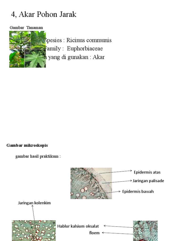 Anatomi Akar Pohon Jarak Mikroskopis | PDF