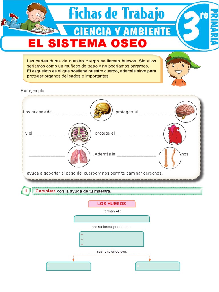 El Sistema Oseo Para Tercer Grado De Primaria Pdf Hueso Cráneo