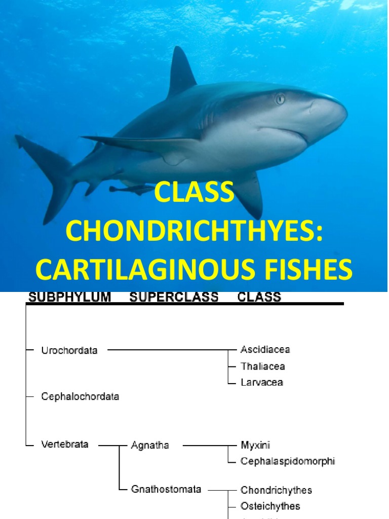 Class Chondrichthyes: Cartilaginous Fishes | PDF | Senses | Sharks