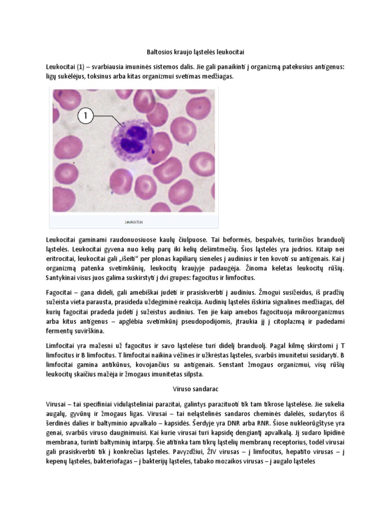 Baltosios Kraujo Ląstelės Leukocitai | PDF