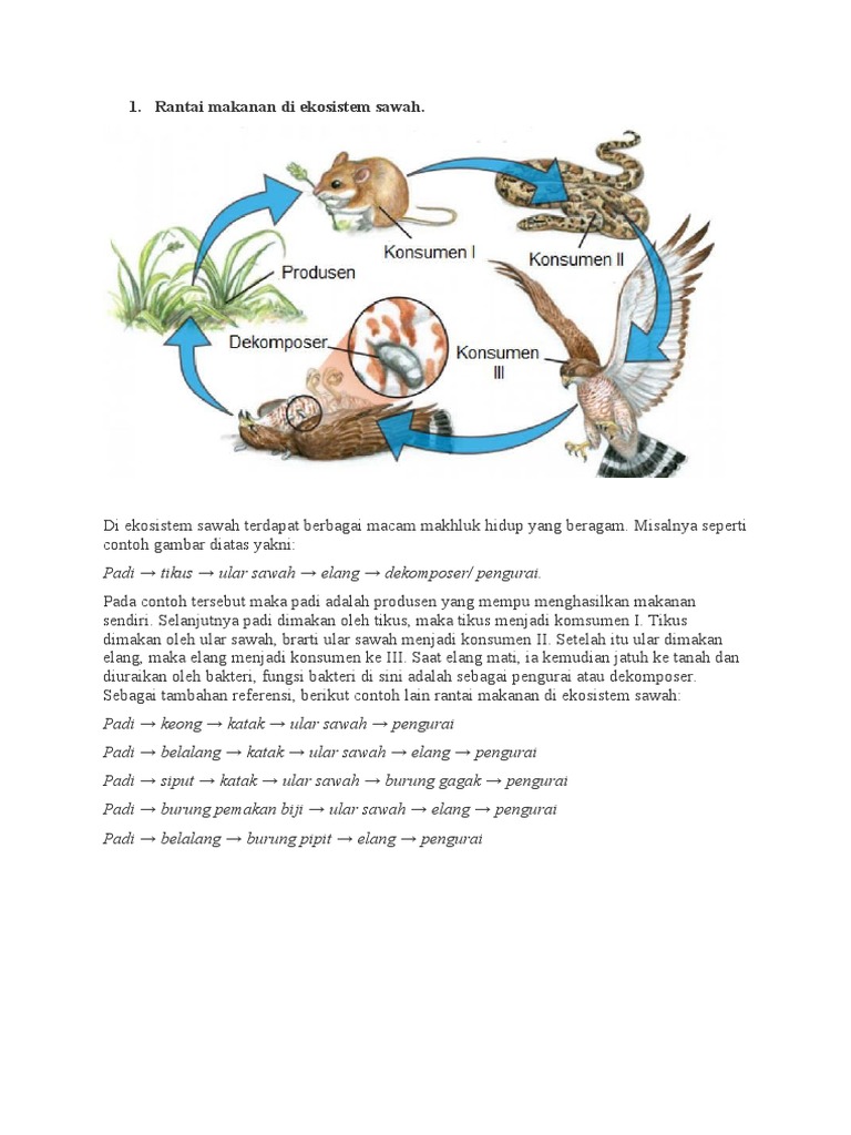 Rantai Makanan Di Ekosistem Sawah | PDF