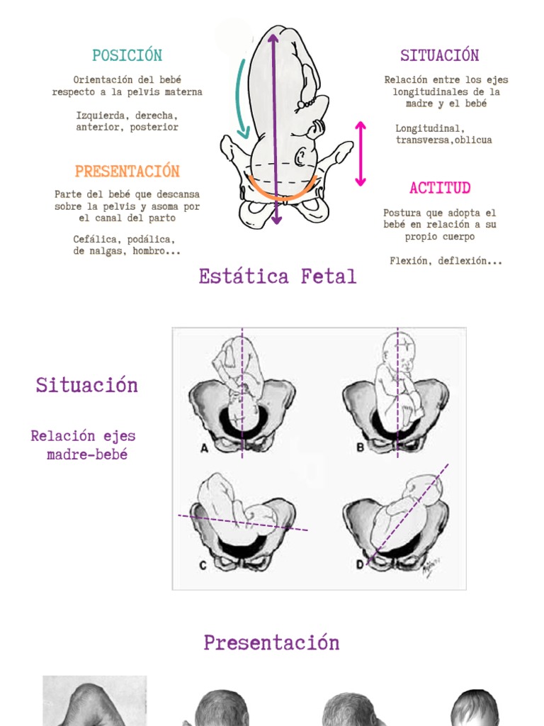 Estática Fetal | PDF