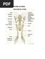 External Anatomy of the Frog | PDF | Vertebra | Peritoneum