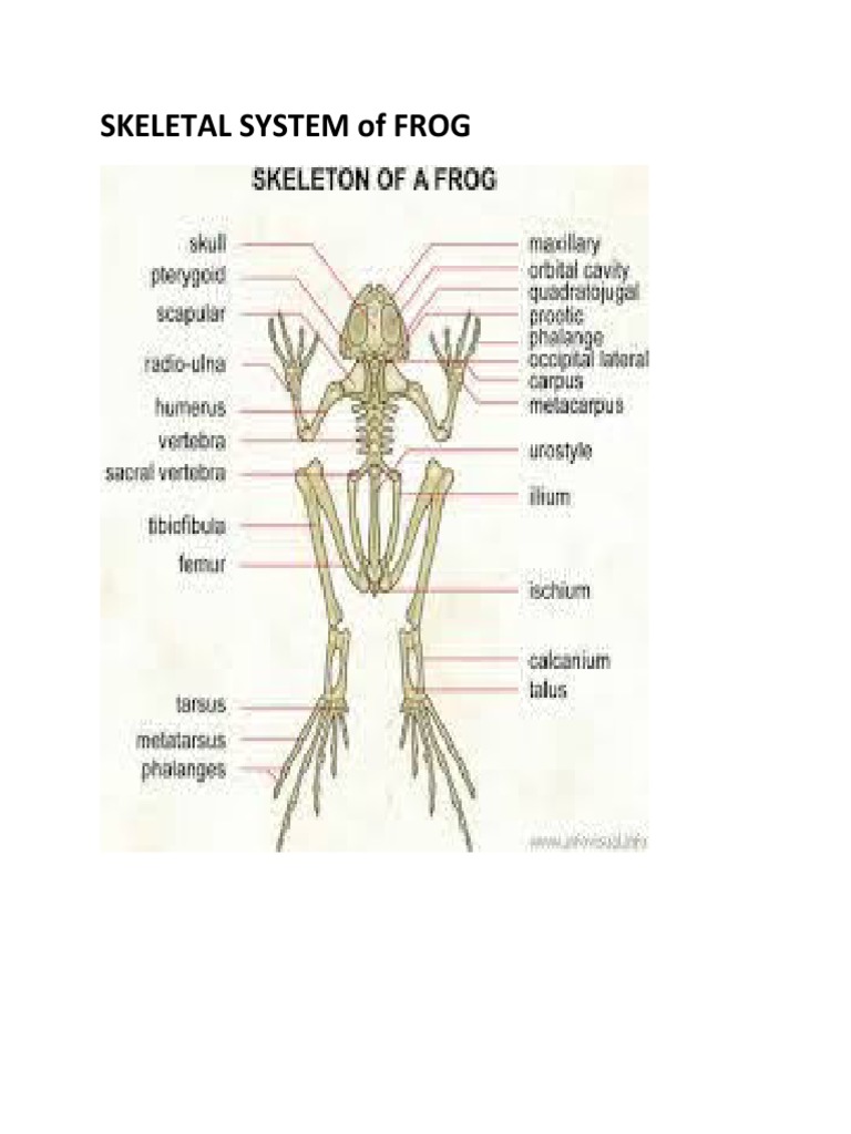 SKELETAL SYSTEM of FROG | PDF