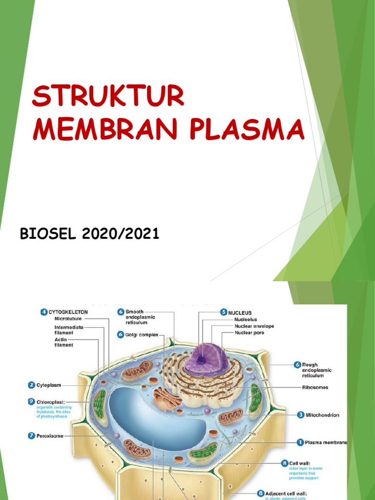Struktur Membran Plasma | PDF