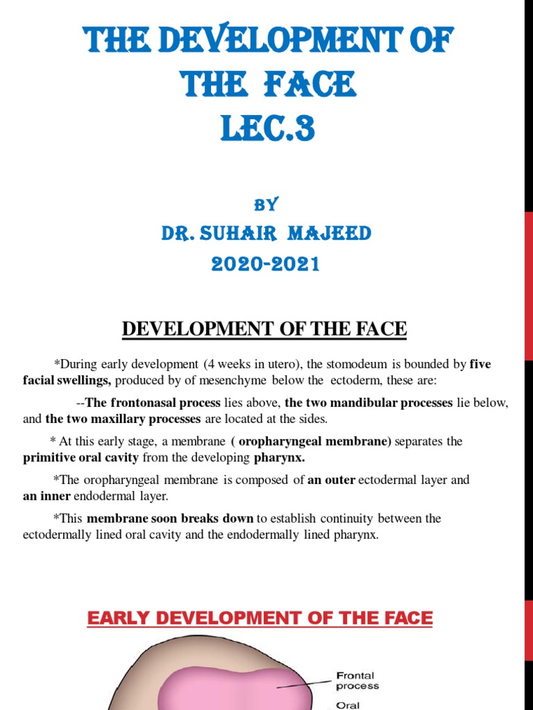Lec.3 Development of The Face | Download Free PDF | Skull | Human Nose