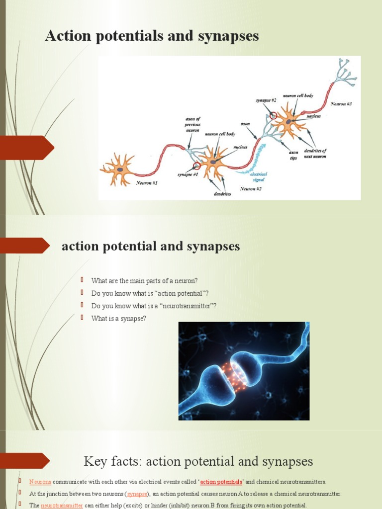 Action Potential and Synapse | PDF