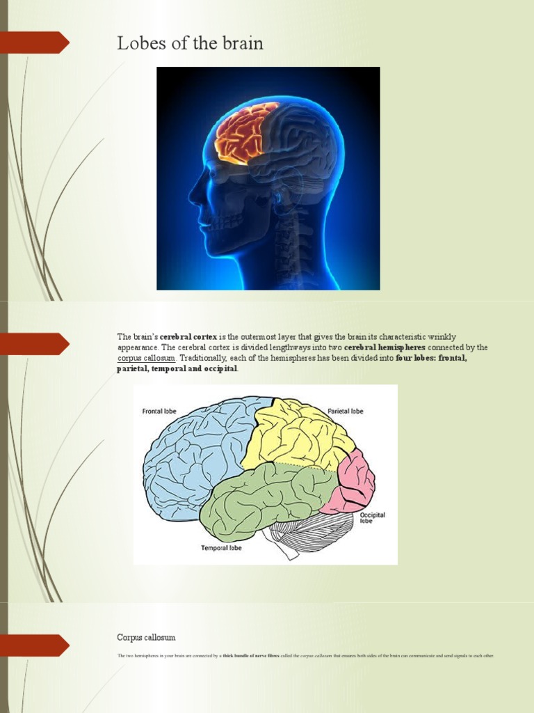 Lobes of The Brain | PDF | Frontal Lobe | Cerebral Hemisphere