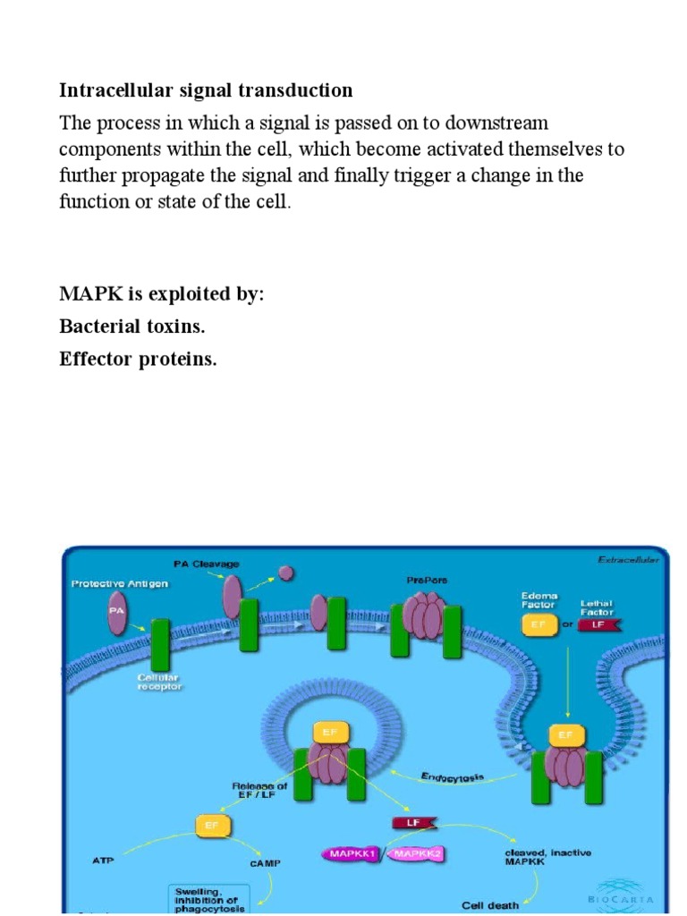 Intracellular Signal Transduction | PDF | Self-Improvement | Wellness