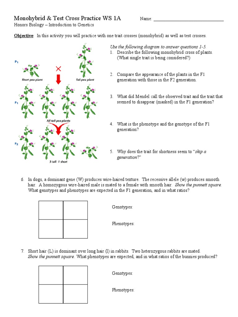 Monohybrid and Test Cross Practice Problems WS 1A | PDF | Genotype ...