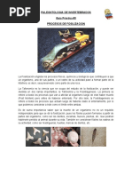Procesos de Fosilización y Tafonomía | PDF | Fósil | Paleontología