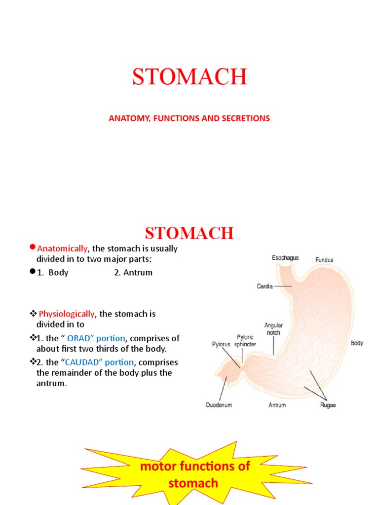 Stomach: Anatomy, Functions and Secretions | PDF | Stomach ...
