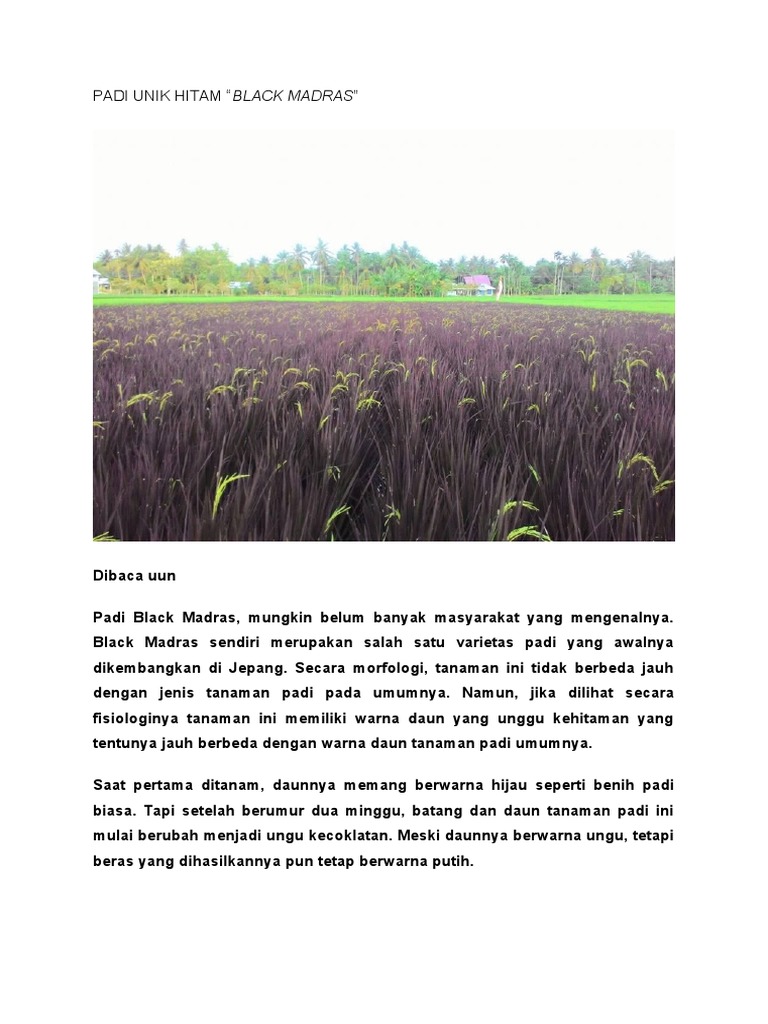 Padi Unik Hitam | PDF | Griya & Taman
