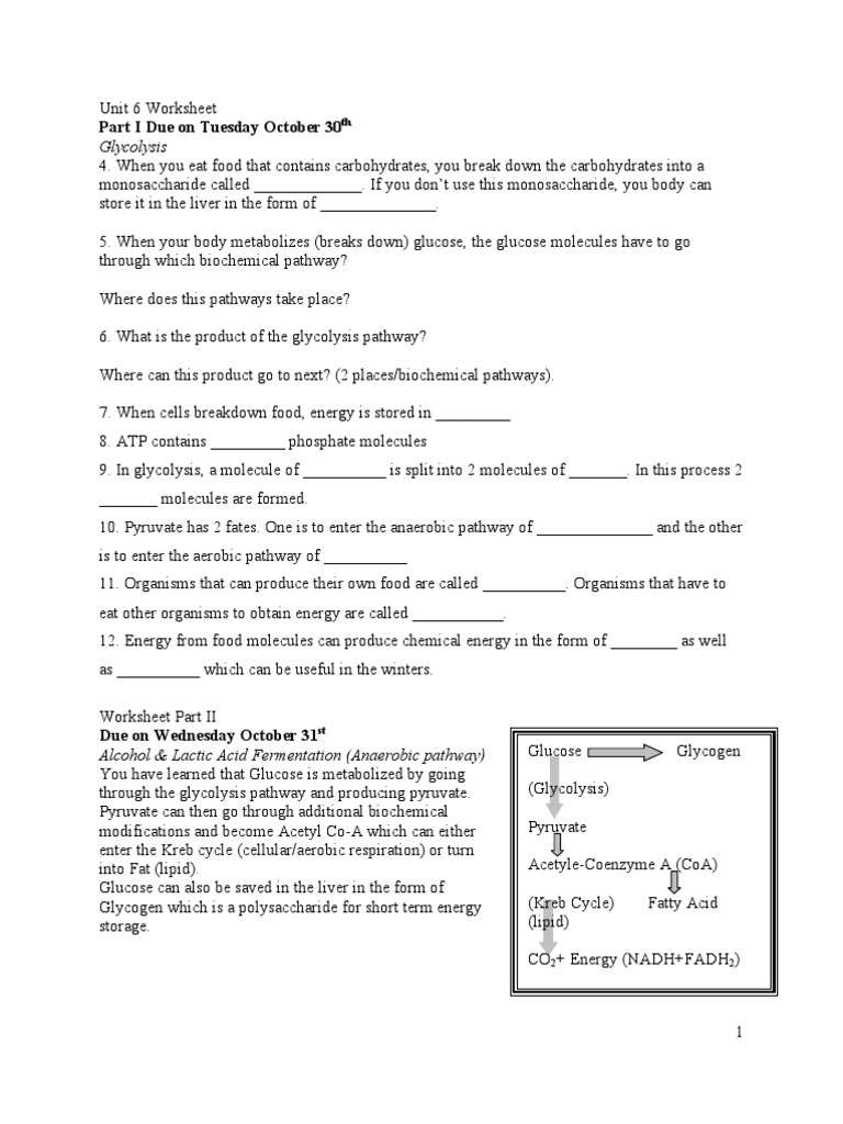 Unit 6 Worksheet | PDF | Cellular Respiration | Citric Acid Cycle