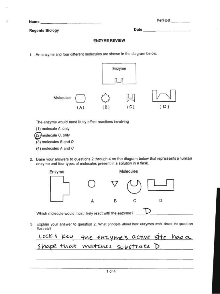 Biology Enzyme Study Guide | PDF | Enzyme | Digestion