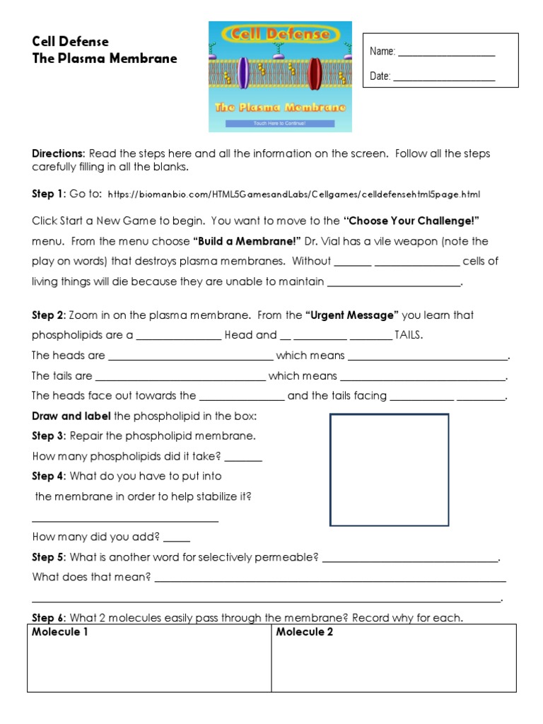 Cell Defense Worksheet | PDF | Cell Membrane | Phospholipid