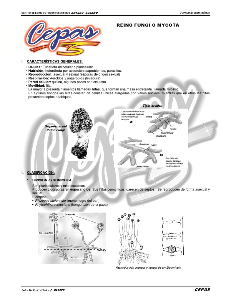 Reino Fungi | PDF | Hongo | Levadura