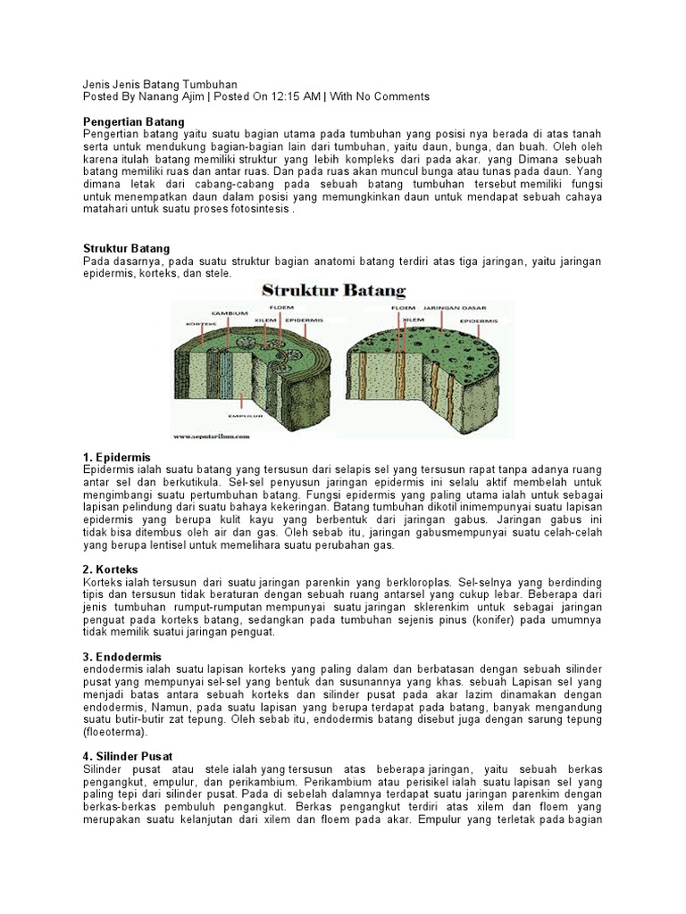 Jenis Jenis Batang Tumbuhan | PDF