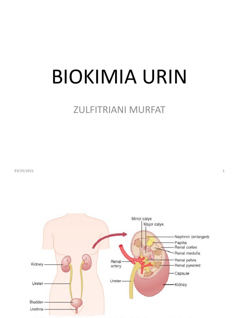 Biokimia Urin | PDF | Kesehatan Holistik