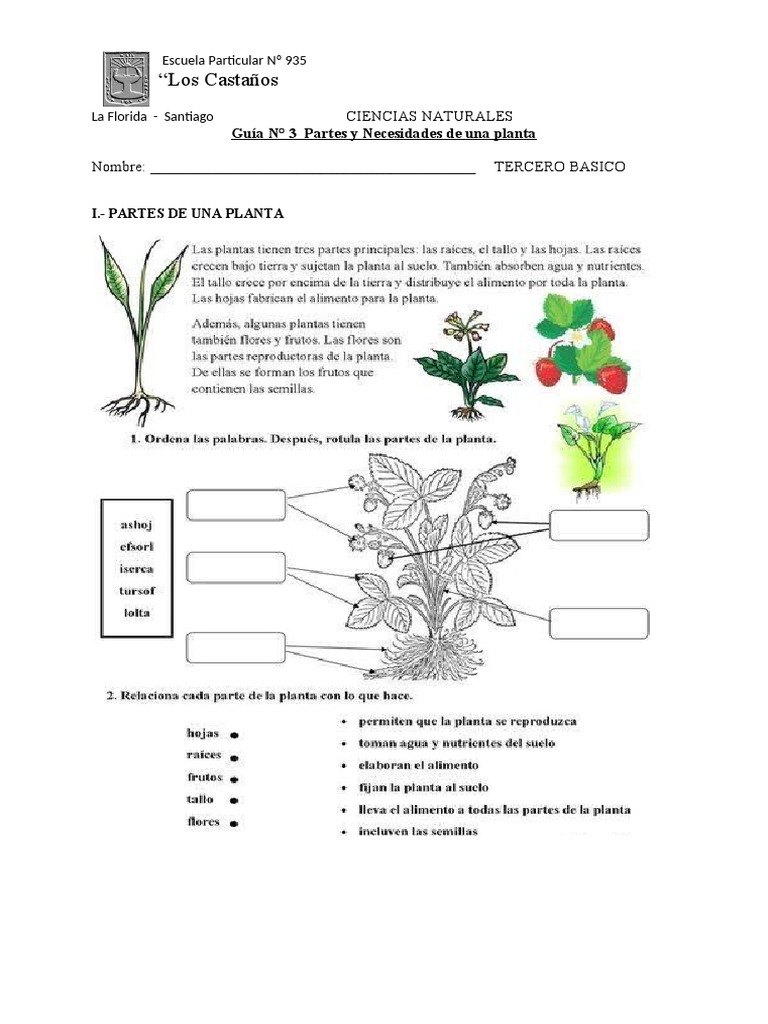 Guía N°3 Partes y Necesidades de Una Planta Ciencias Naturales Tercero ...