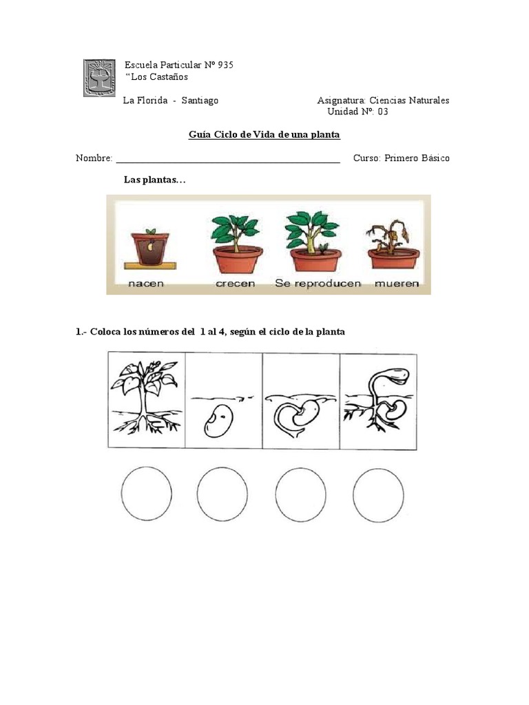 Guia Ciclo de Vida de Una Planta Segundo Basico | PDF