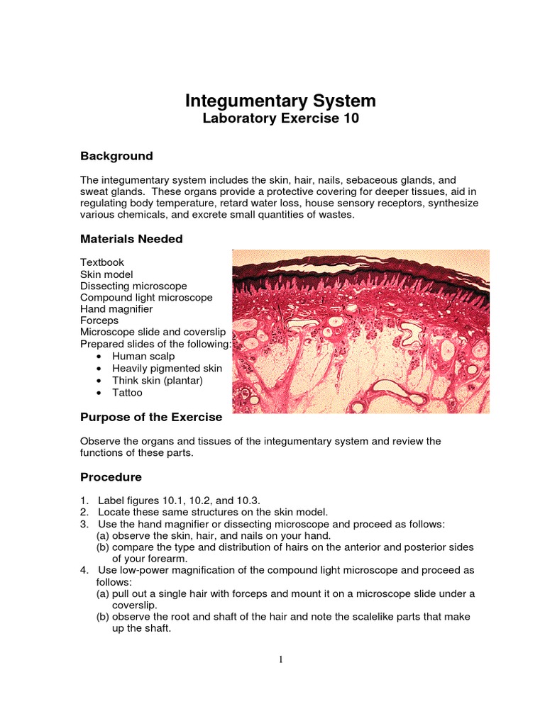 Anatomy - (Skin) Integumentary System Laboratory Exercise | PDF | Skin ...