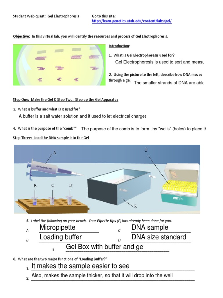 Micropipette DNA Sample Loading Buffer DNA Size Standard: Gel Box With ...