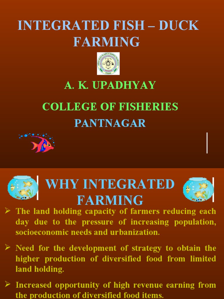 New Duck Fish Farming | PDF | Agriculture | Food Industry