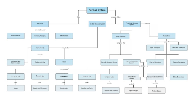 Nervous System Concept Map | PDF
