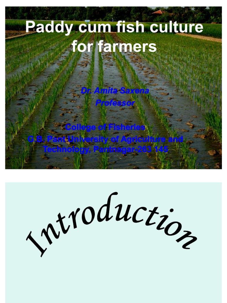 Paddy Cum Fish Culture For Farmers by | PDF | Rice | Paddy Field
