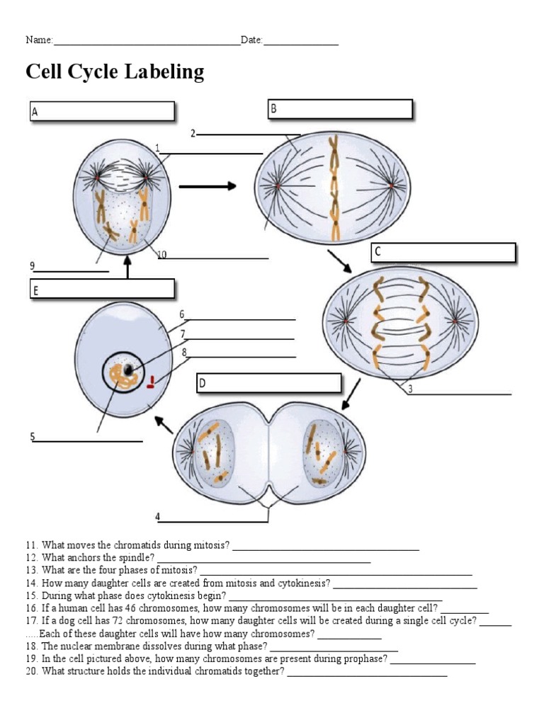 Cell Cycle Labeling | PDF | Social Science | Wellness