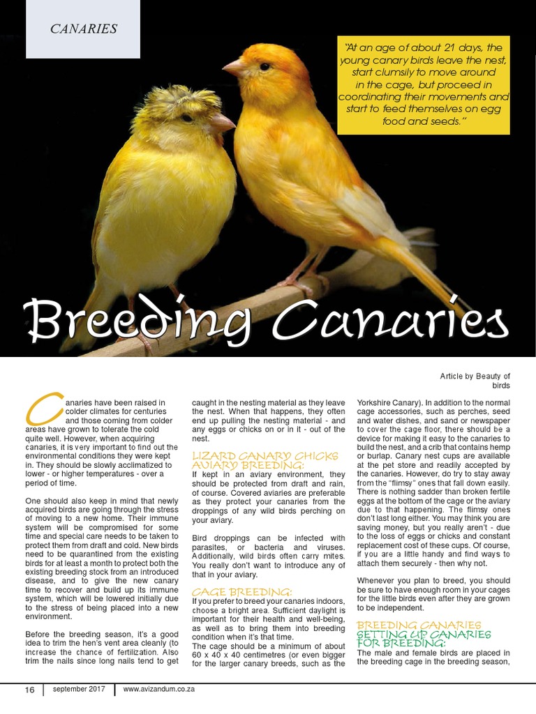 Breeding Canaries | PDF | Birds | Egg