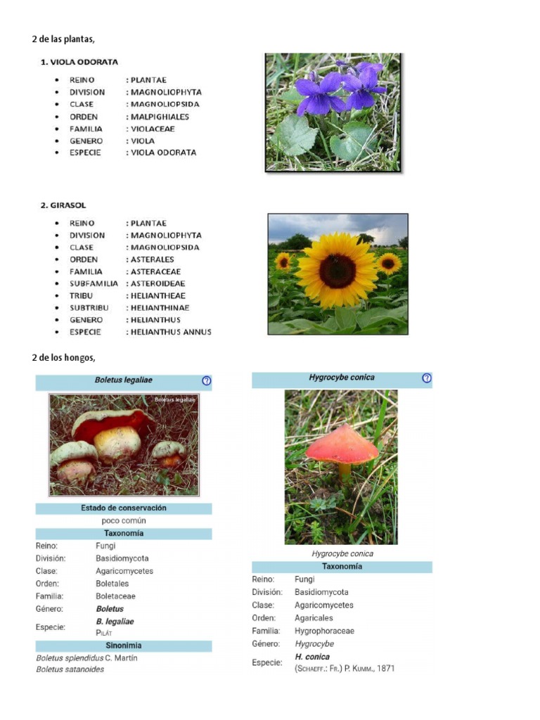 2 de Las Plantas | PDF