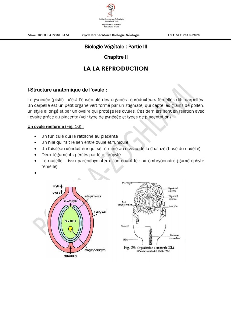 Formation du sac embryonnaire et pollen | PDF | Graine | Fruit