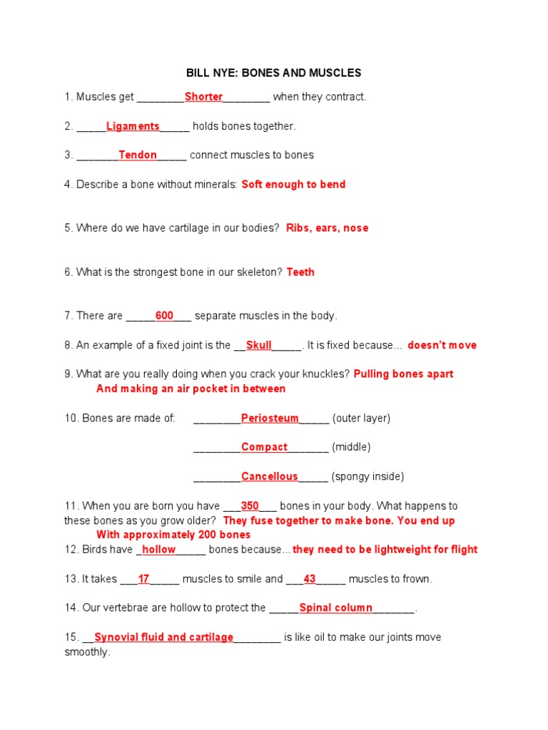 BILL NYE Bone and Muscles Answers | PDF