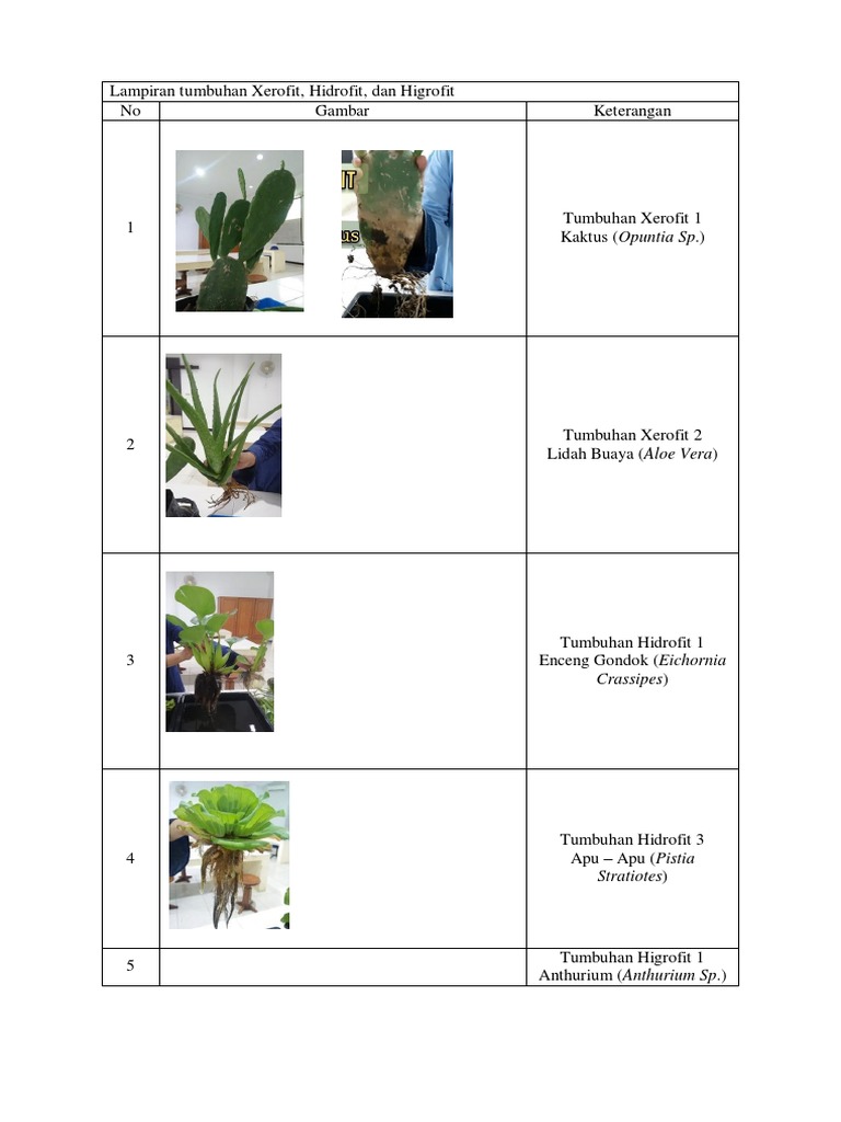 Contoh Tumbuhan Xerofit dan Higrofit | PDF