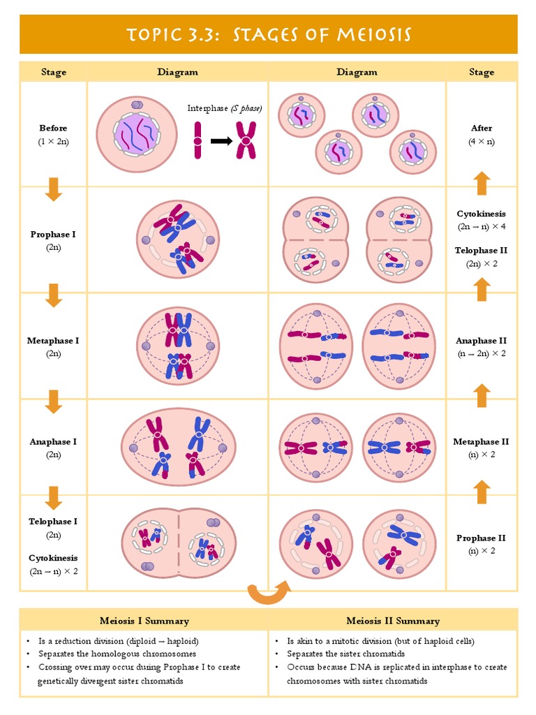 Topic 3.3: Stages of Meiosis: Stage Diagram Diagram Stage | PDF