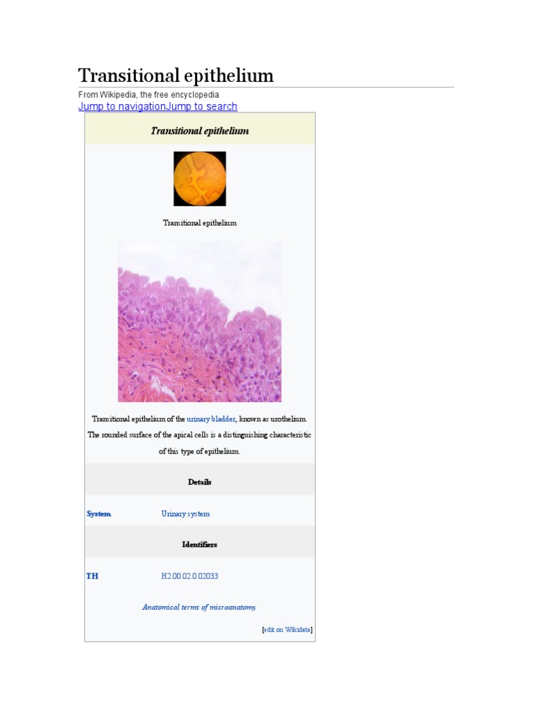 Transitional Epithelium | PDF | Epithelium | Zoology