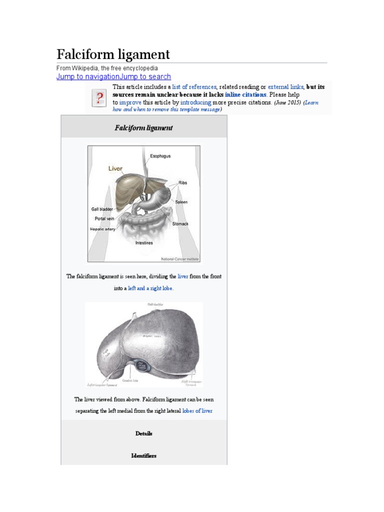 Falciform Ligament | PDF | Peritoneum | Abdomen